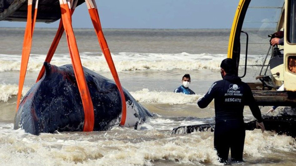 Impactantes imágenes: rescate cinematográfico de dos ballenas varadas ...
