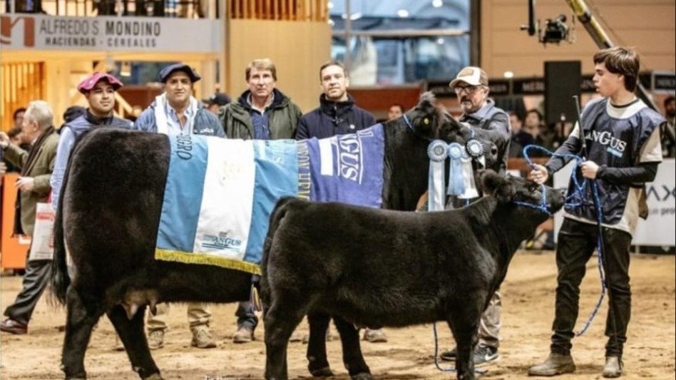 Importantes premios se trae Cabaña Tres Marías de la Expo Angus Otoño 2024