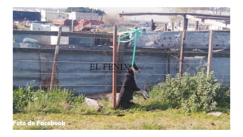 Perro ahorcado y enojo generalizado