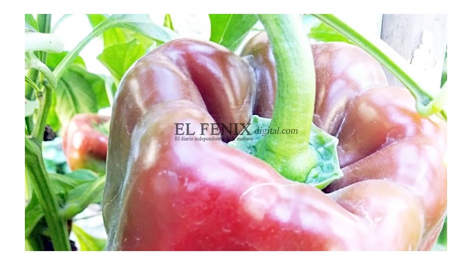 Vidas: La historia detrás de un morrón